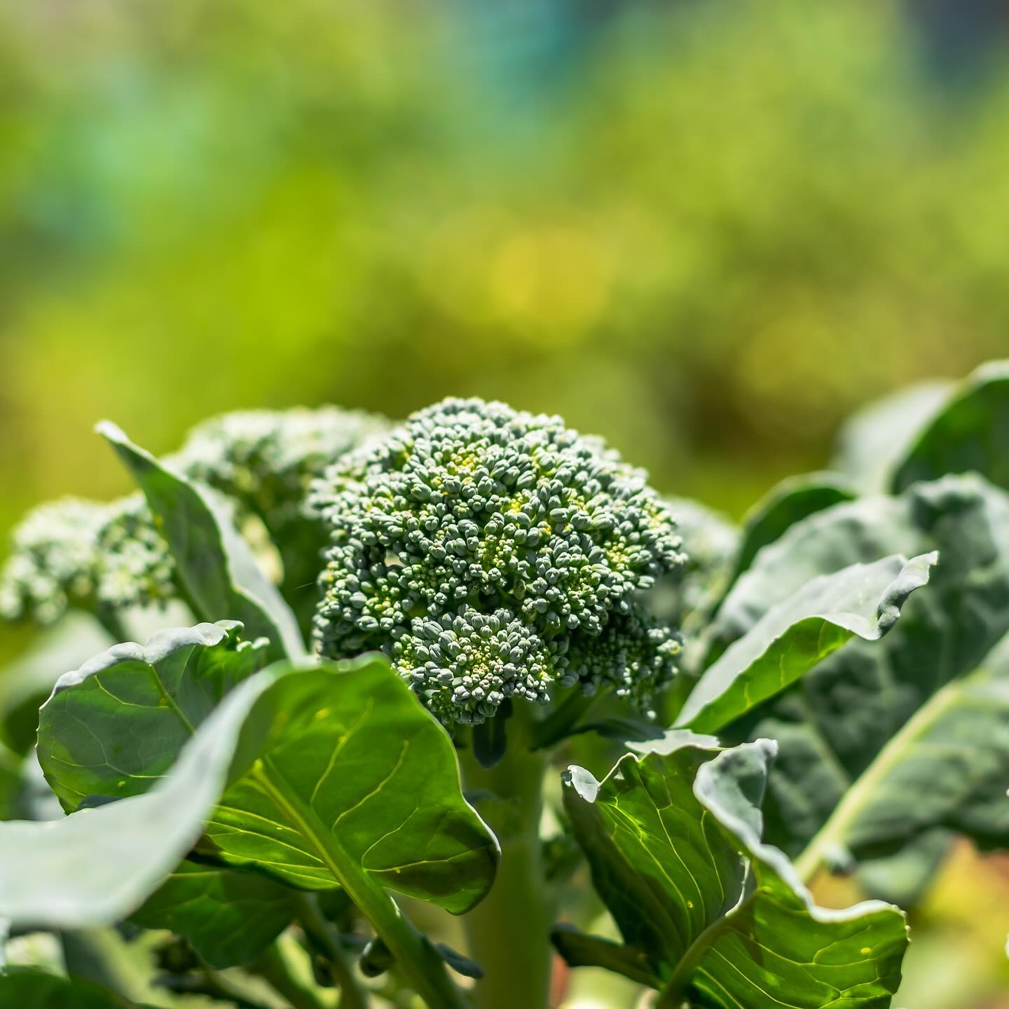 Ololo Organic Farm - Visit Nairobi Kenya