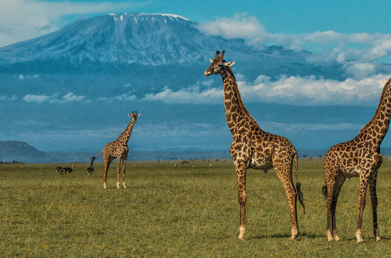 Nairobi National Park - Visit Nairobi