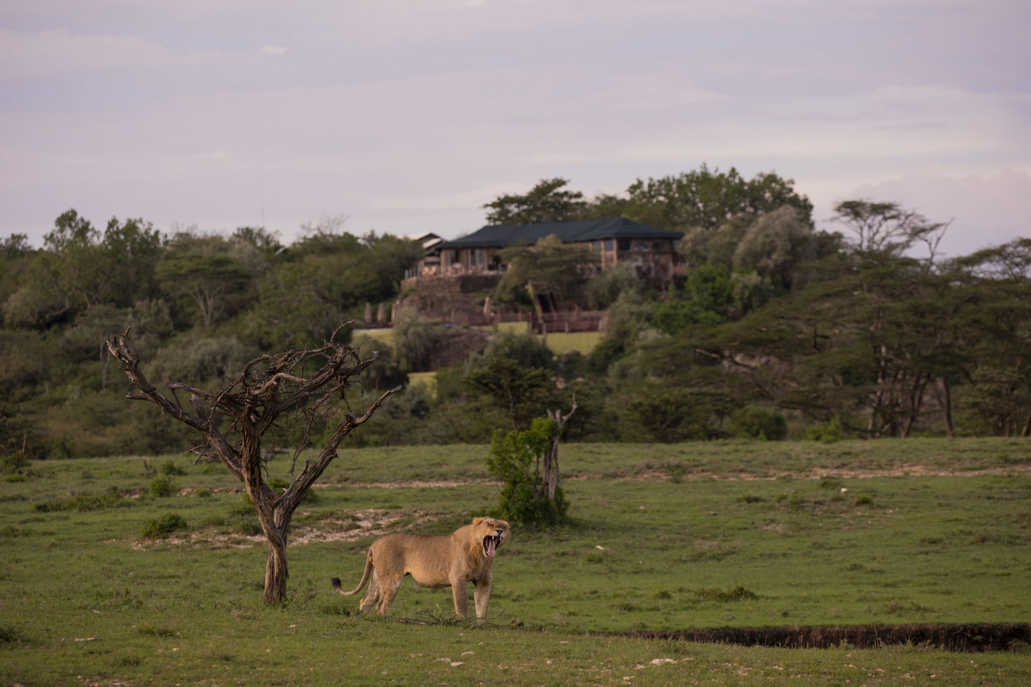 Nairobi National Park - Visit Nairobi
